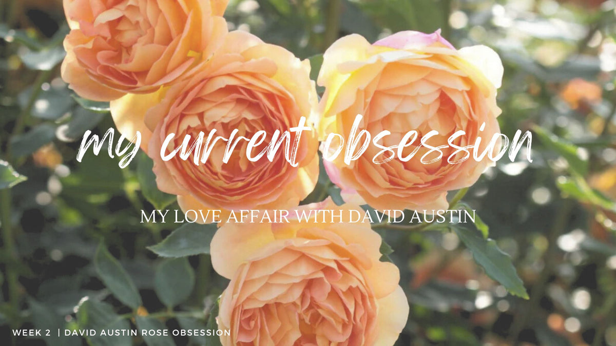 Week 2 | My love affair with David Austin — SoCo Lashes